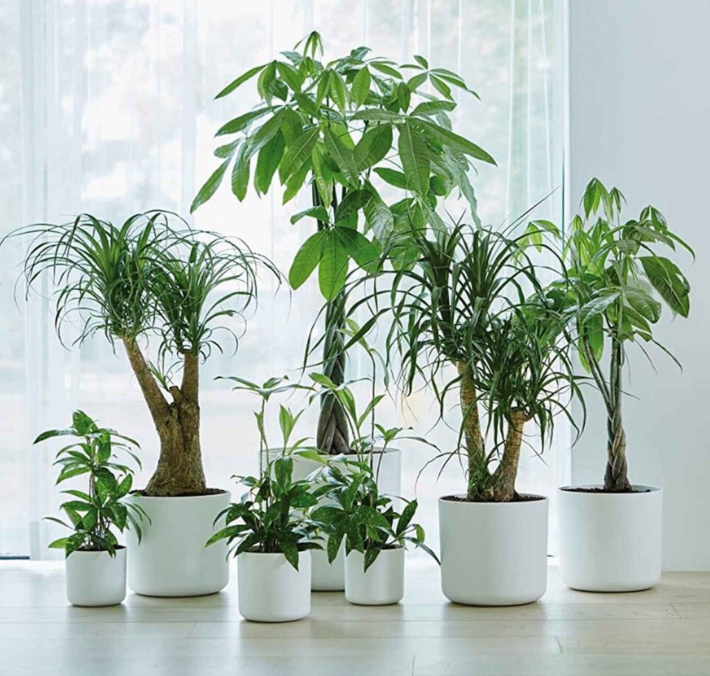 Planta de casa — Gardenshop