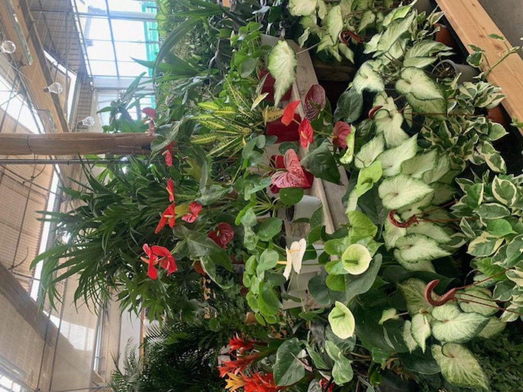 Planta viva — Gardenshop