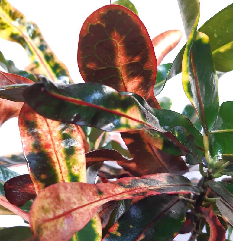 Croton "Codiaeum variegatum" Mammy "Ø19cm 40 / 45cm de altura — Gardenshop